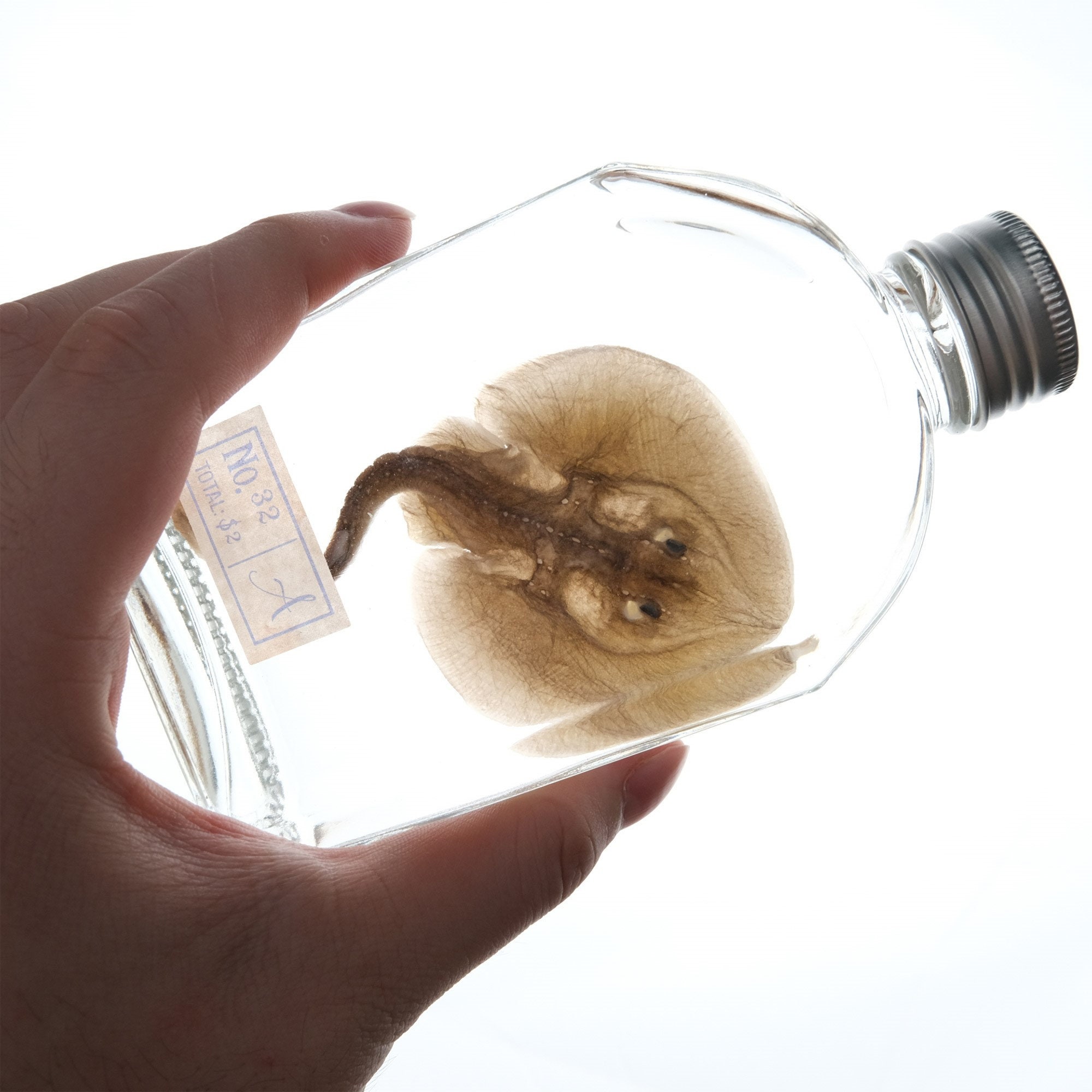 Cute Smiling Stingray Wet Specimen in Glass Bottle, Exotic Fish ...