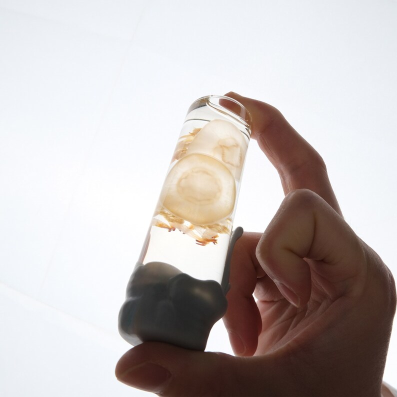 2 Brown Jellyfish in A Glass Test Tube, Elegant Jellyfish Soaked ...
