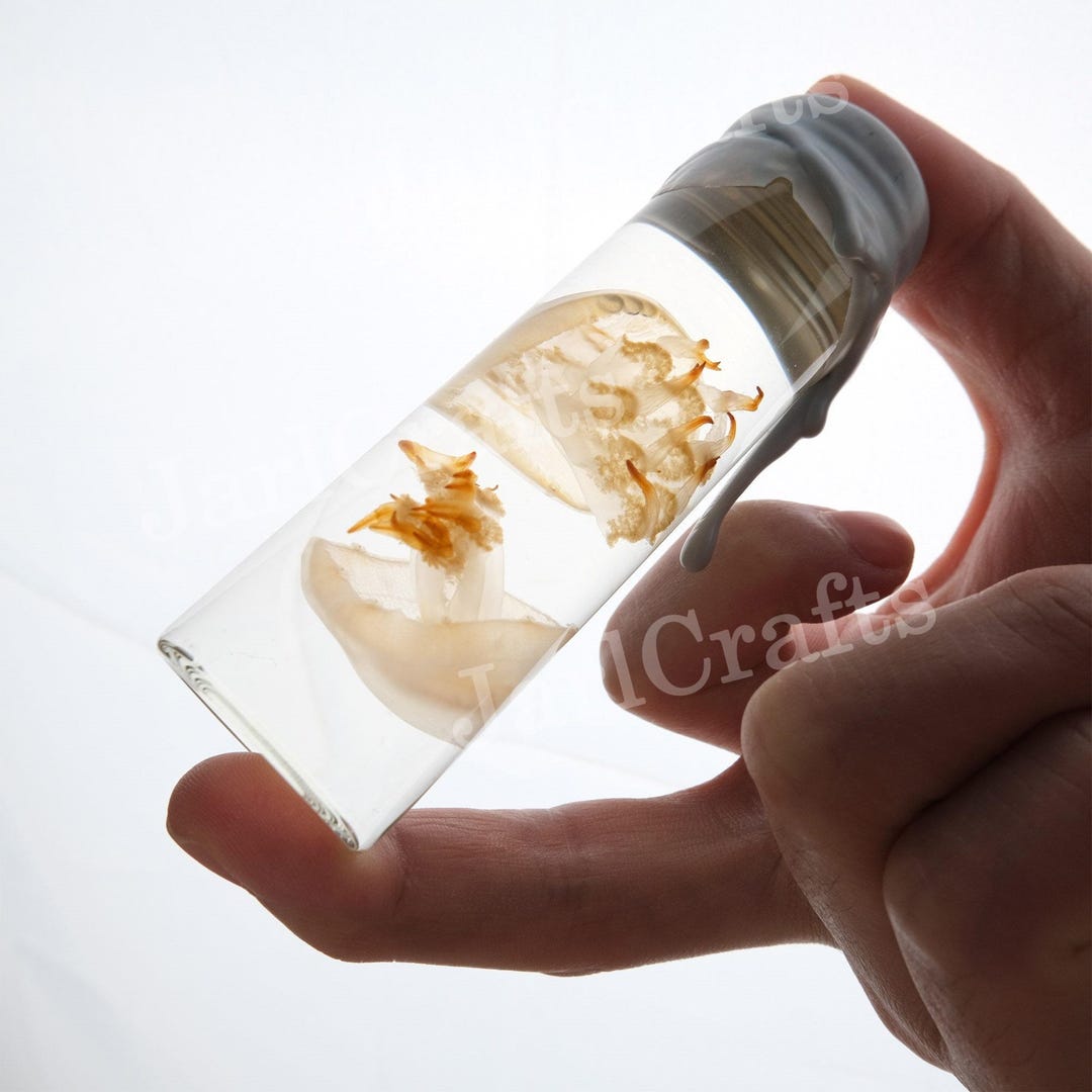 2 Brown Jellyfish in A Glass Test Tube, Elegant Jellyfish Soaked ...