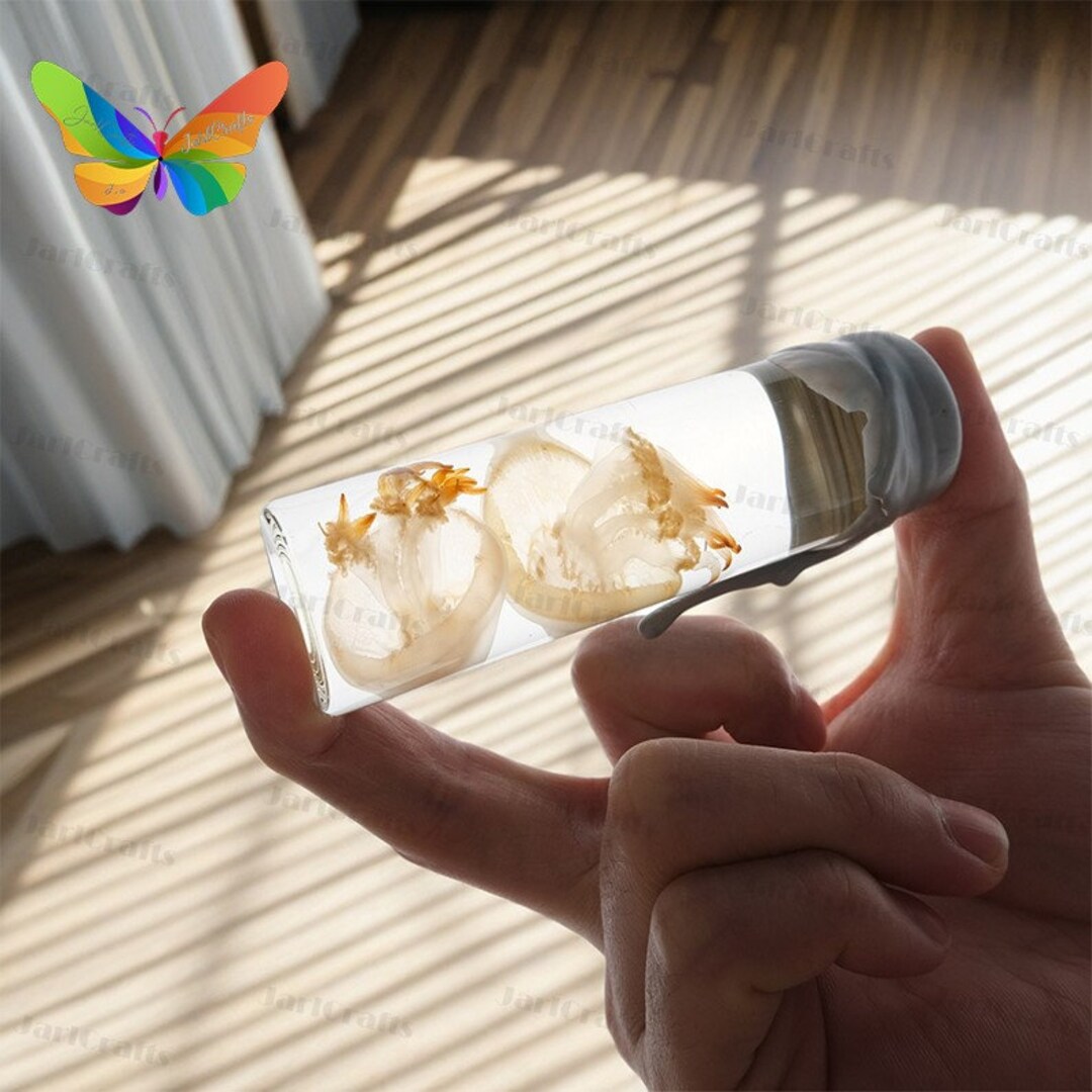 2 Brown Jellyfish in A Glass Test Tube, Elegant Jellyfish Soaked ...