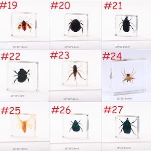 36 Real Arthropod Insect Specimens Embedded in Clear Resin, Entomology ...