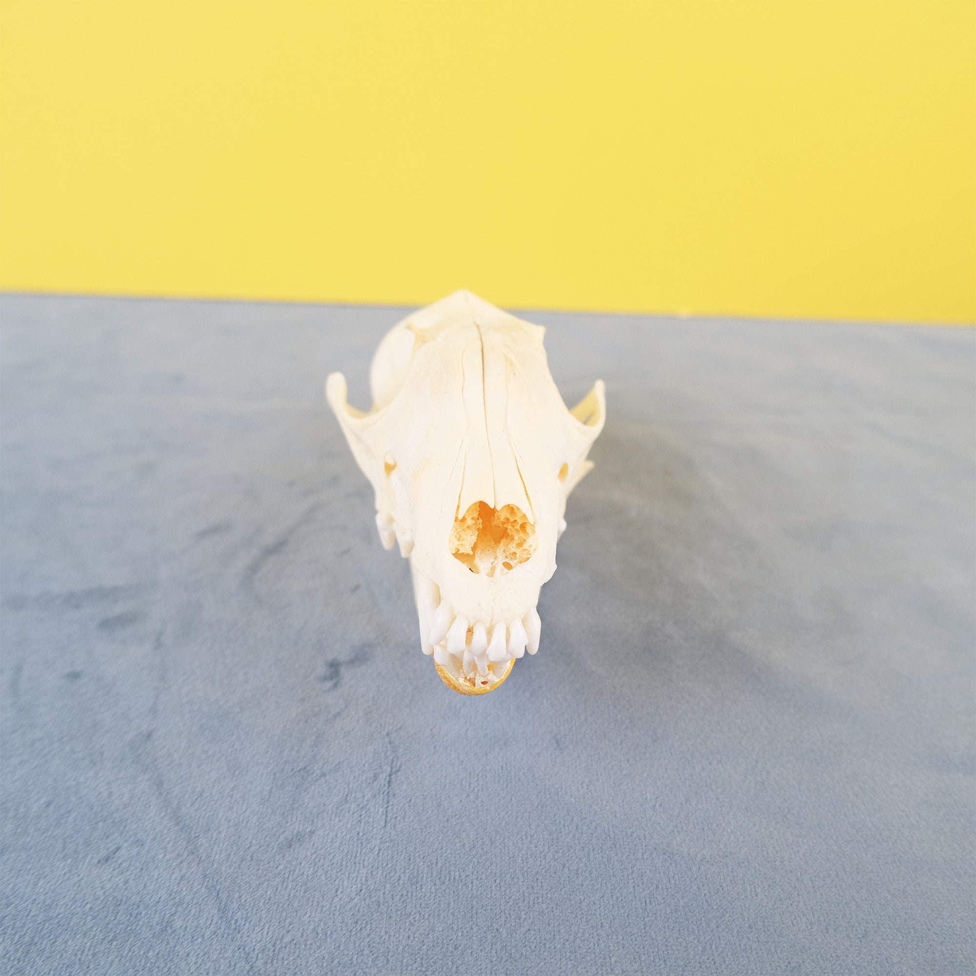 Real Fox Skull, Handmade Fox Skull, Art Collection Fox Skull, Animal ...