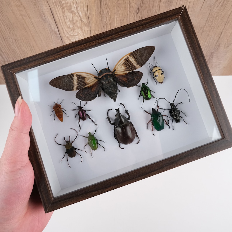 10 Species of Insect Specimens for Photo Frame Ornaments, Insect Shadow ...