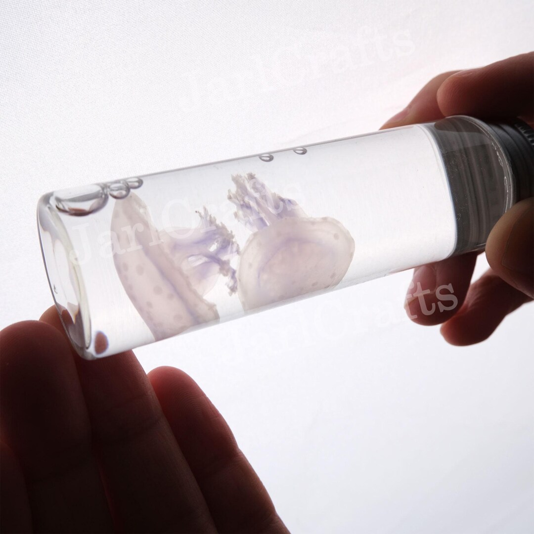 Real Light Blue Jellyfish Wet Specimen, Wet Specimen Like Shower Cap ...