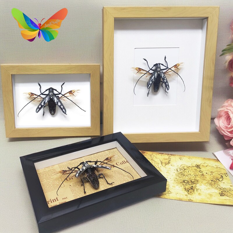 Framed Insects - Etsy