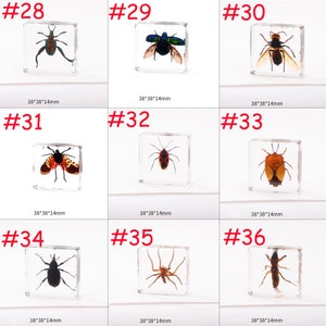 36 Real Arthropod Insect Specimens Embedded in Clear Resin, Entomology ...