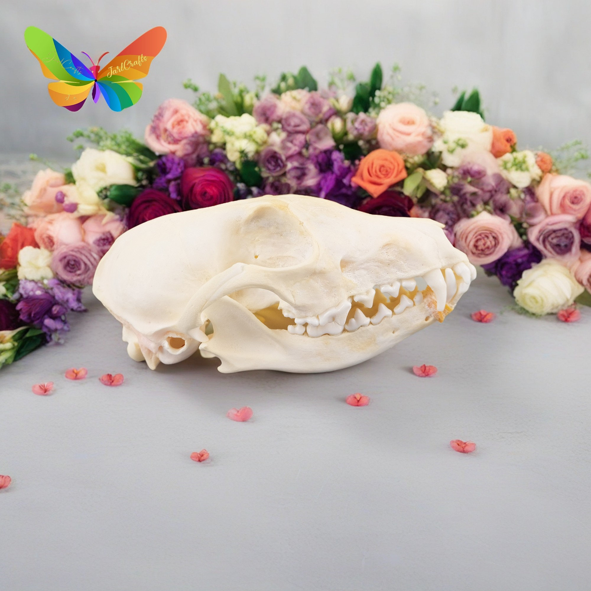 Real Fox Skull, Handmade Fox Skull, Art Collection Fox Skull, Animal ...