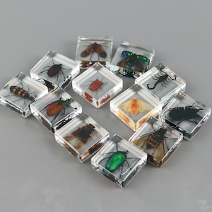 36 Real Arthropod Insect Specimens Embedded in Clear Resin, Entomology ...