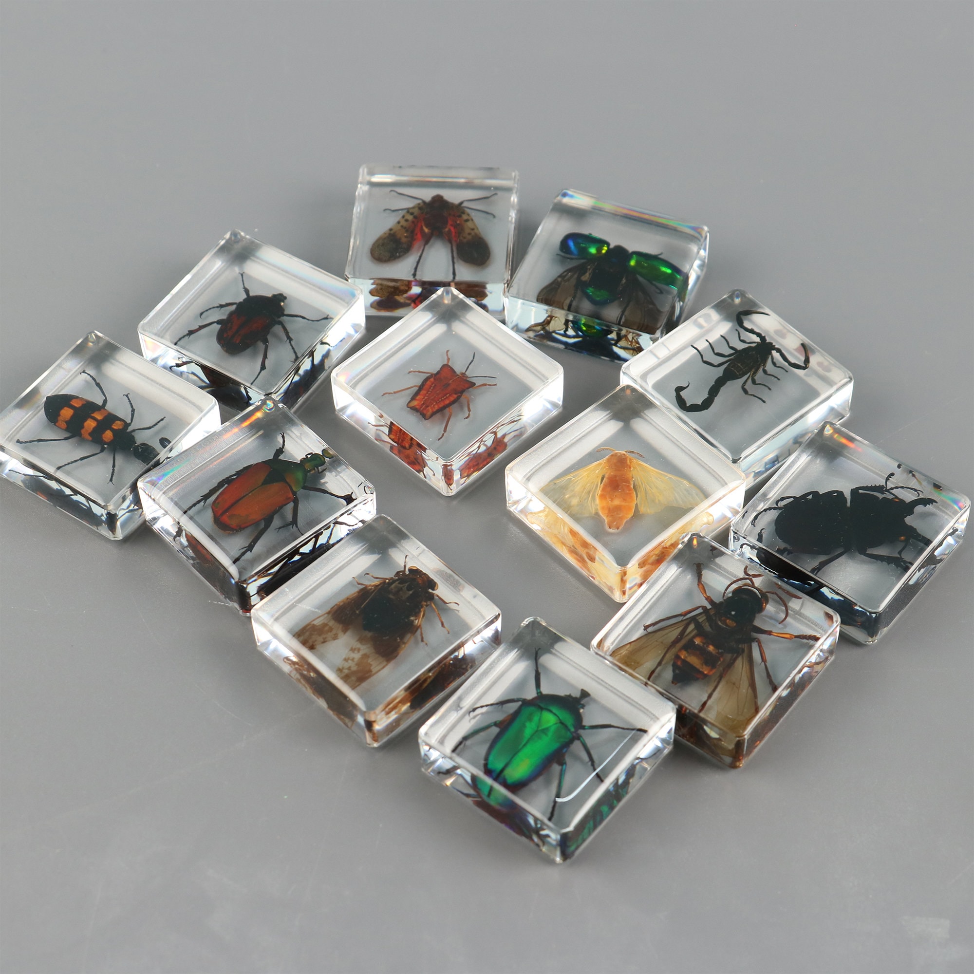 36 Real Arthropod Insect Specimens Embedded in Clear Resin, Entomology ...