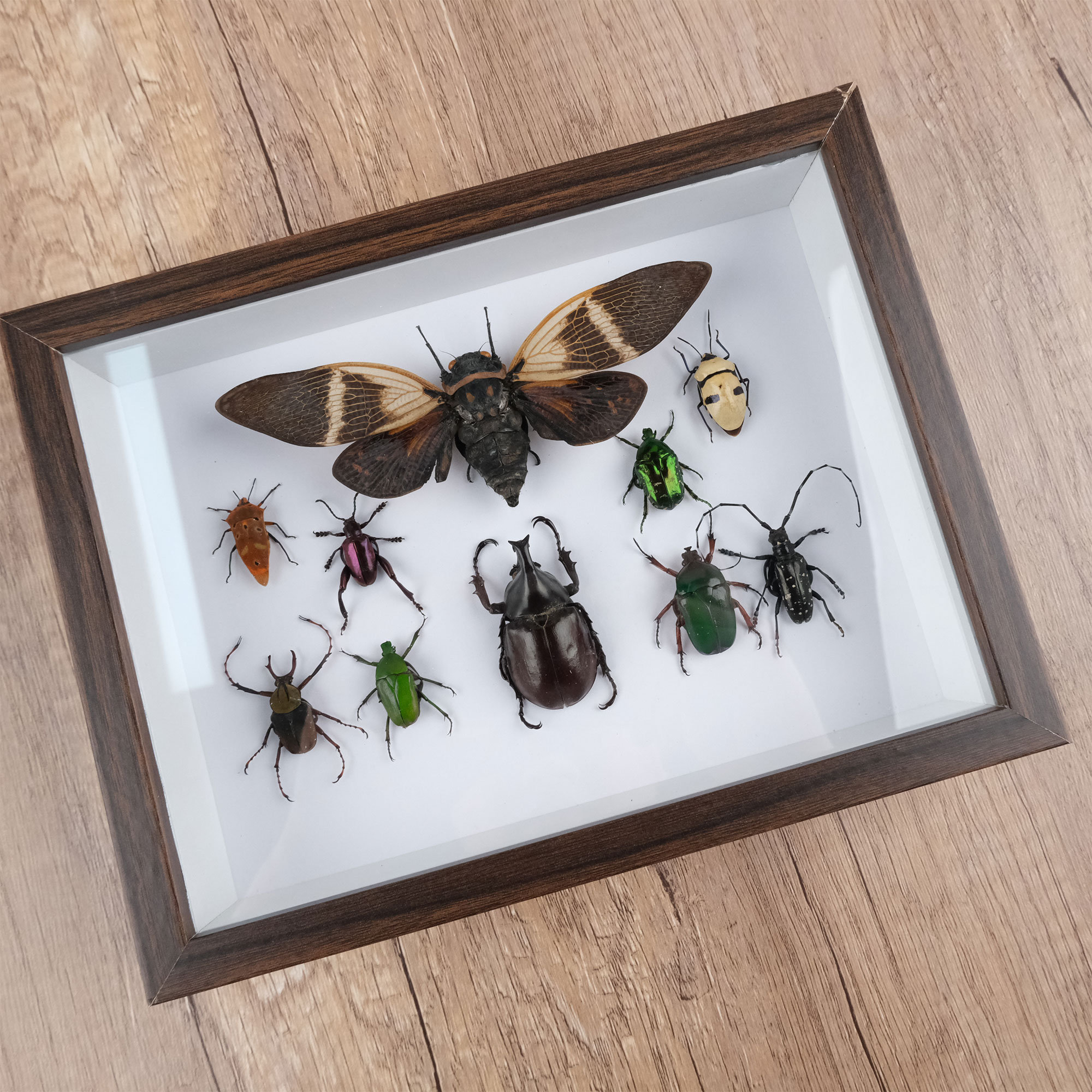 10 Species of Insect Specimens for Photo Frame Ornaments, Insect Shadow ...