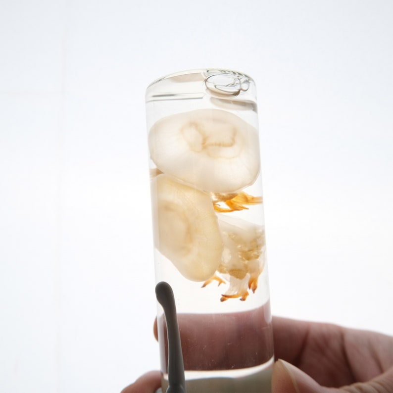 2 Brown Jellyfish in A Glass Test Tube, Elegant Jellyfish Soaked ...