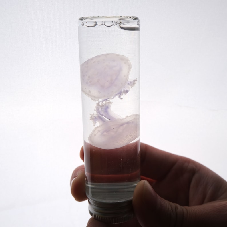 Real Light Blue Jellyfish Wet Specimen, Wet Specimen Like Shower Cap ...
