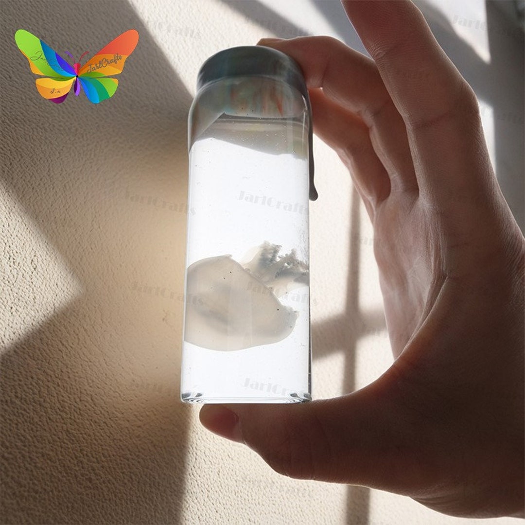 Cute Cannonball-shaped Jellyfish Specimens in Glass Test Tubes, Pale ...