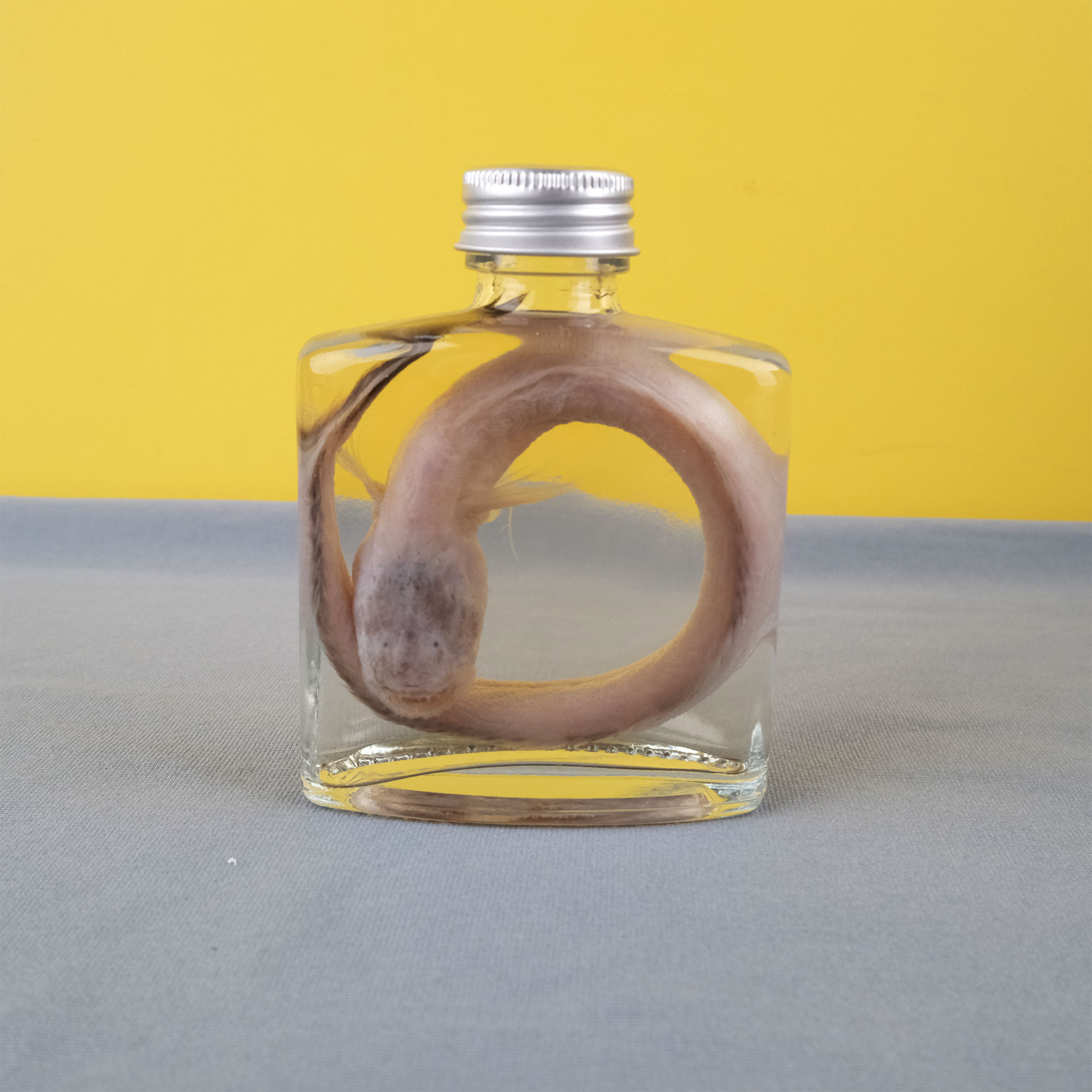 Real Fish Wet Specimen in the Bottle, Bleached Stained ,vintage ...