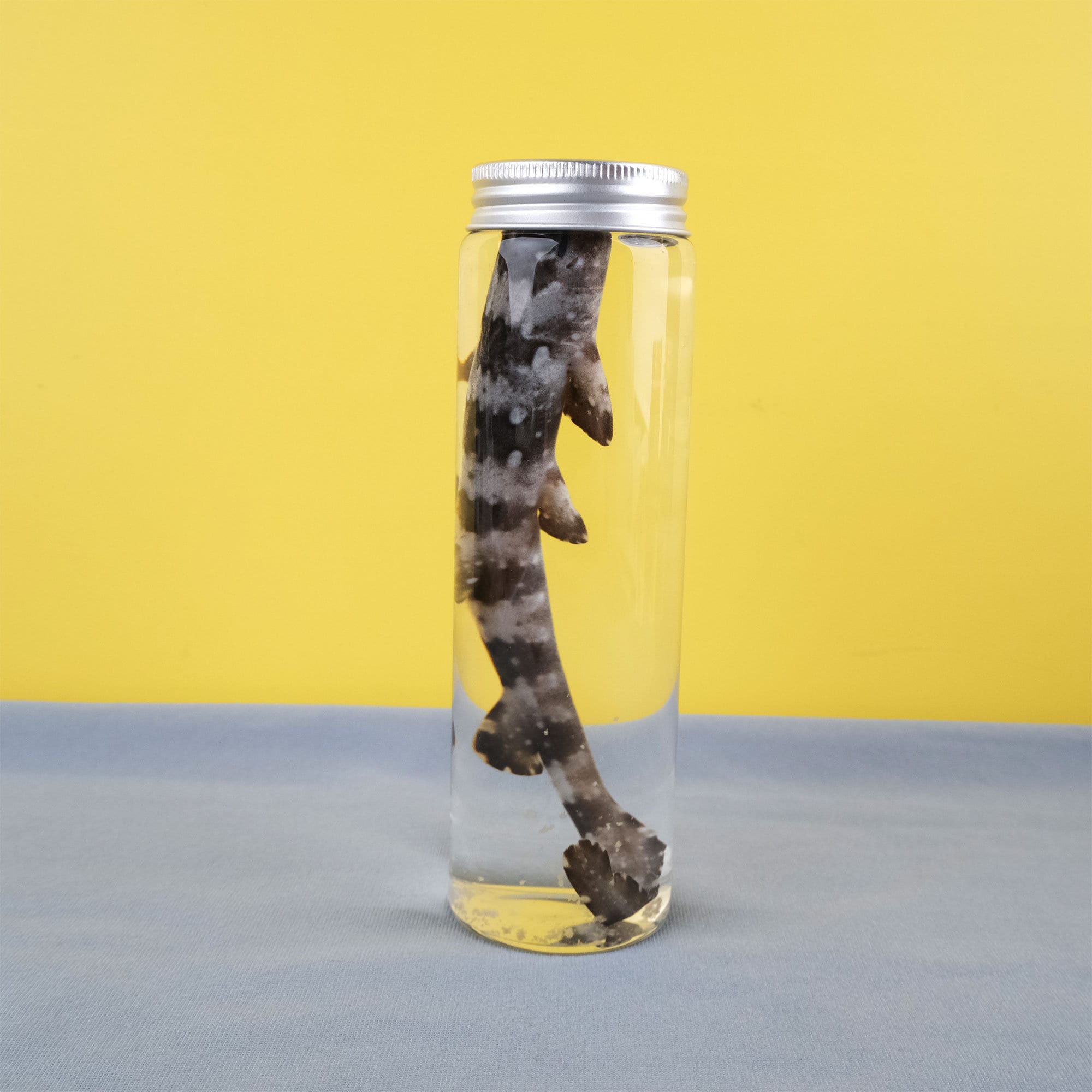 Mysterious Marine Fish Soaked Specimen, Real Wet Specimen Decor ...