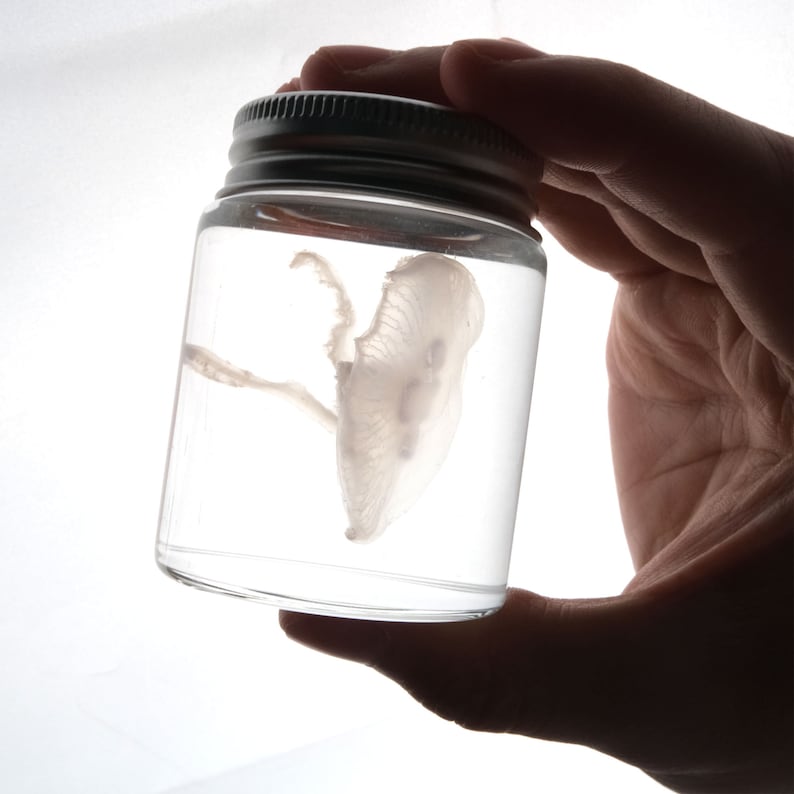 Minimalist Real Jellyfish Taxidermy Jellyfish, Jellyfish Wet Specimens ...