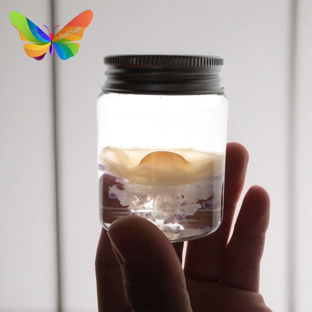 Wet Jellyfish Taxidermy With Jar, Beautiful Yellow Jellyfish, Elegant ...