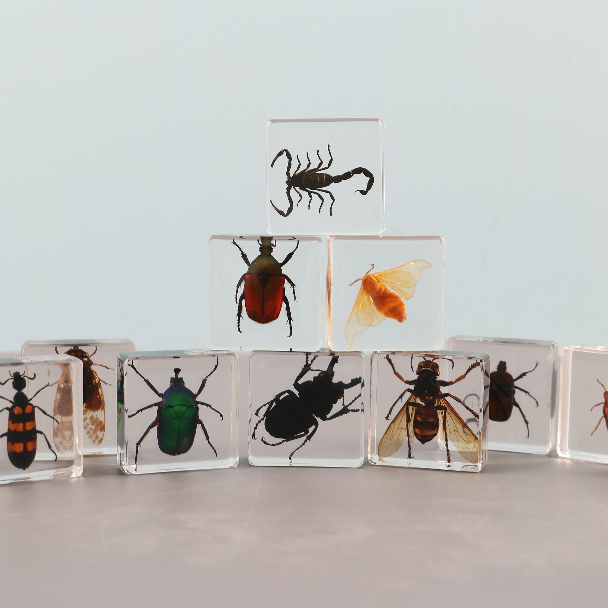 36 Real Arthropod Insect Specimens Embedded in Clear Resin, Entomology ...