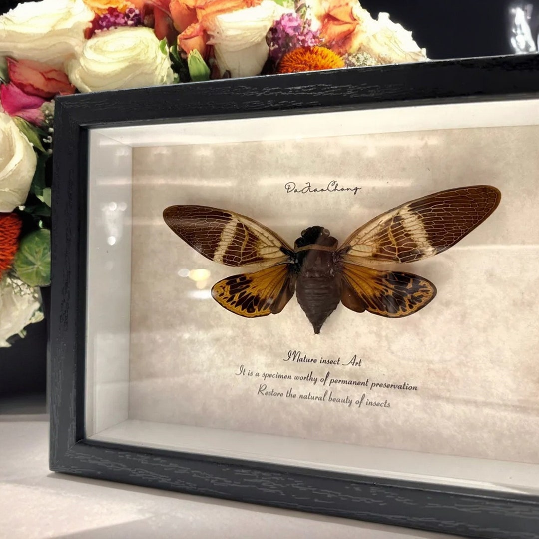 Real Framed Yellow Plump Cicada Insect Specimen, Insect Shadow Box ...