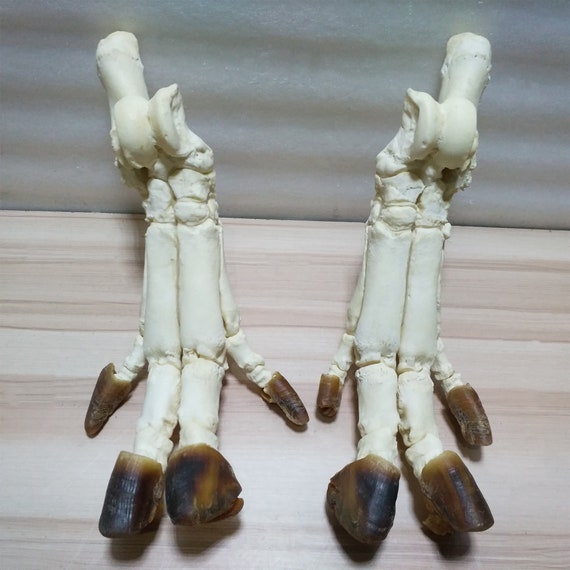 Anatomía De La Pata De Cerdo Guía Práctica Para Disección E