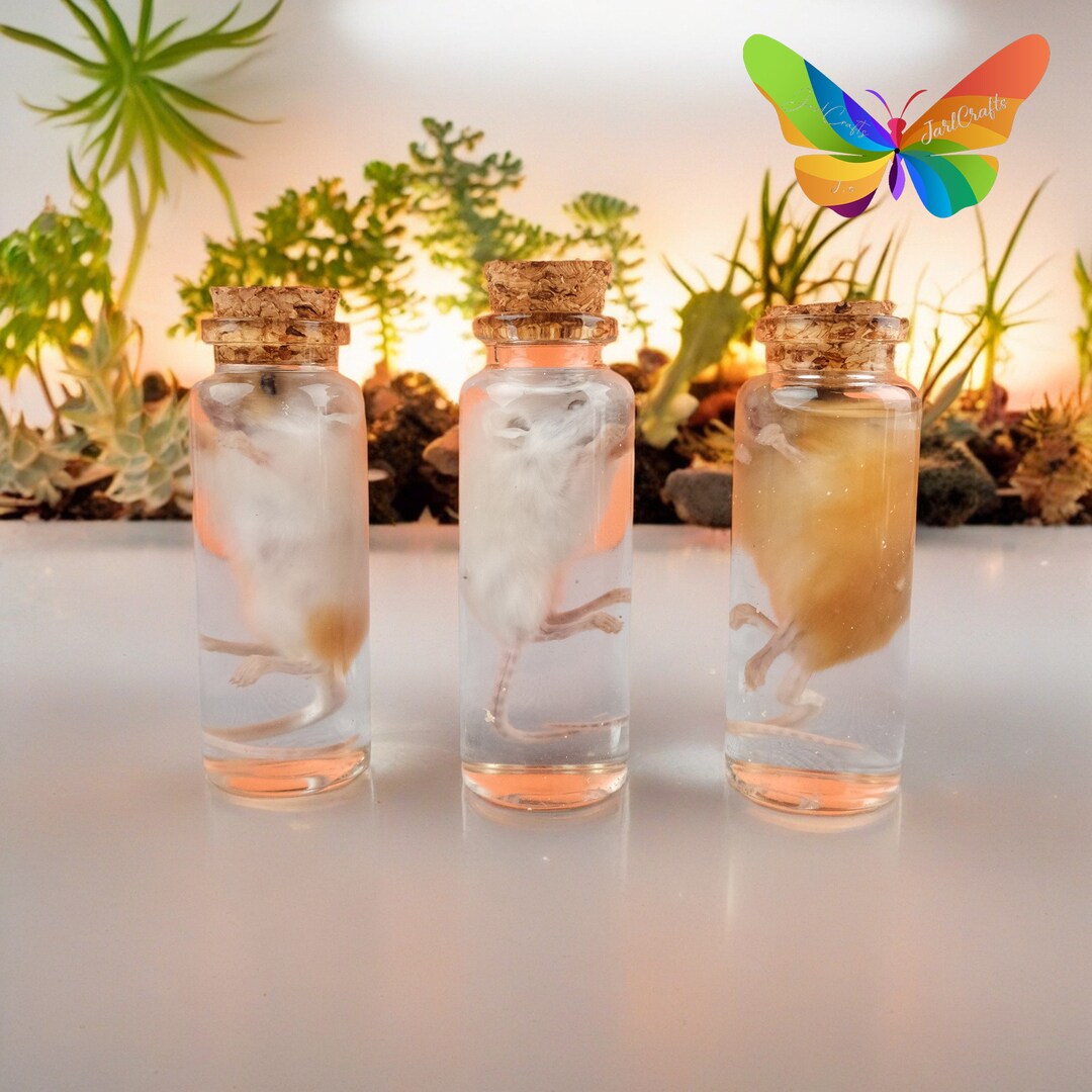 Rat Wet Specimens Suitable for Collection, Home Decor, Strange Objects ...