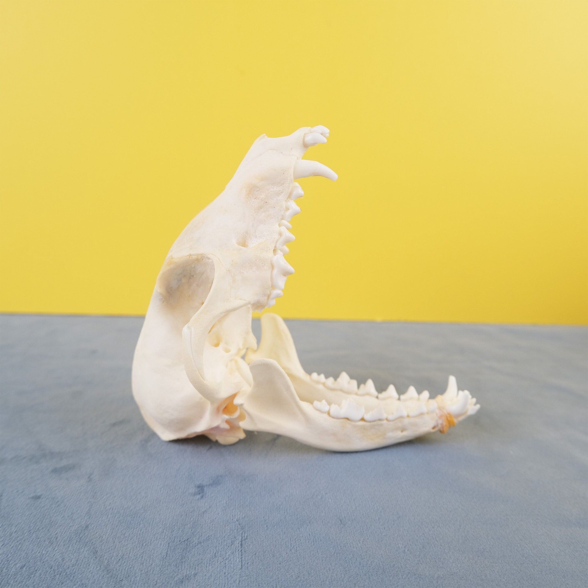 Real Fox Skull, Handmade Fox Skull, Art Collection Fox Skull, Animal ...