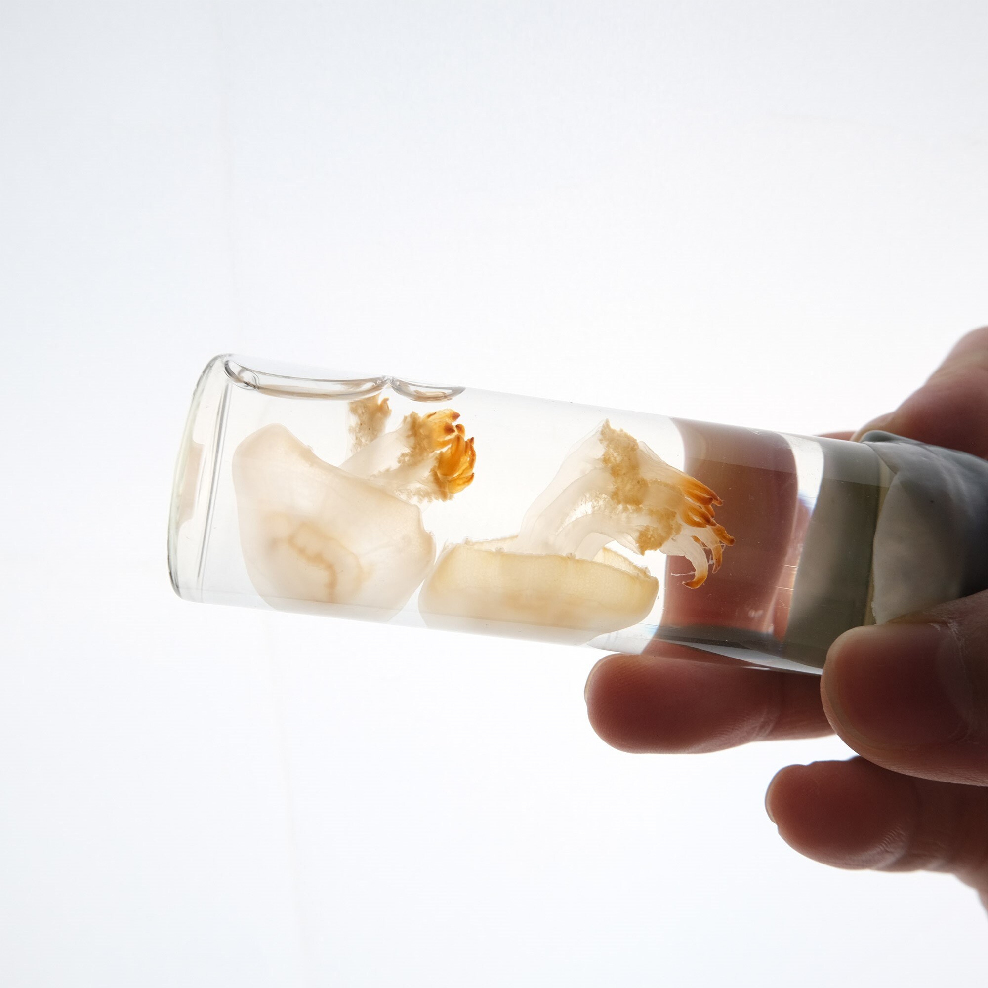 2 Brown Jellyfish in A Glass Test Tube, Elegant Jellyfish Soaked ...