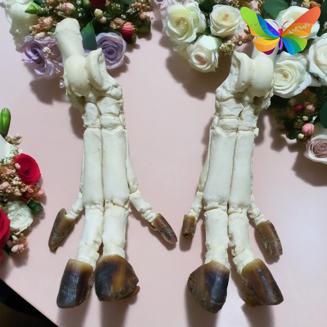 Real Pig Hoof Bone Set, Natural Anatomy Pig Leg Bone Natural Present ...