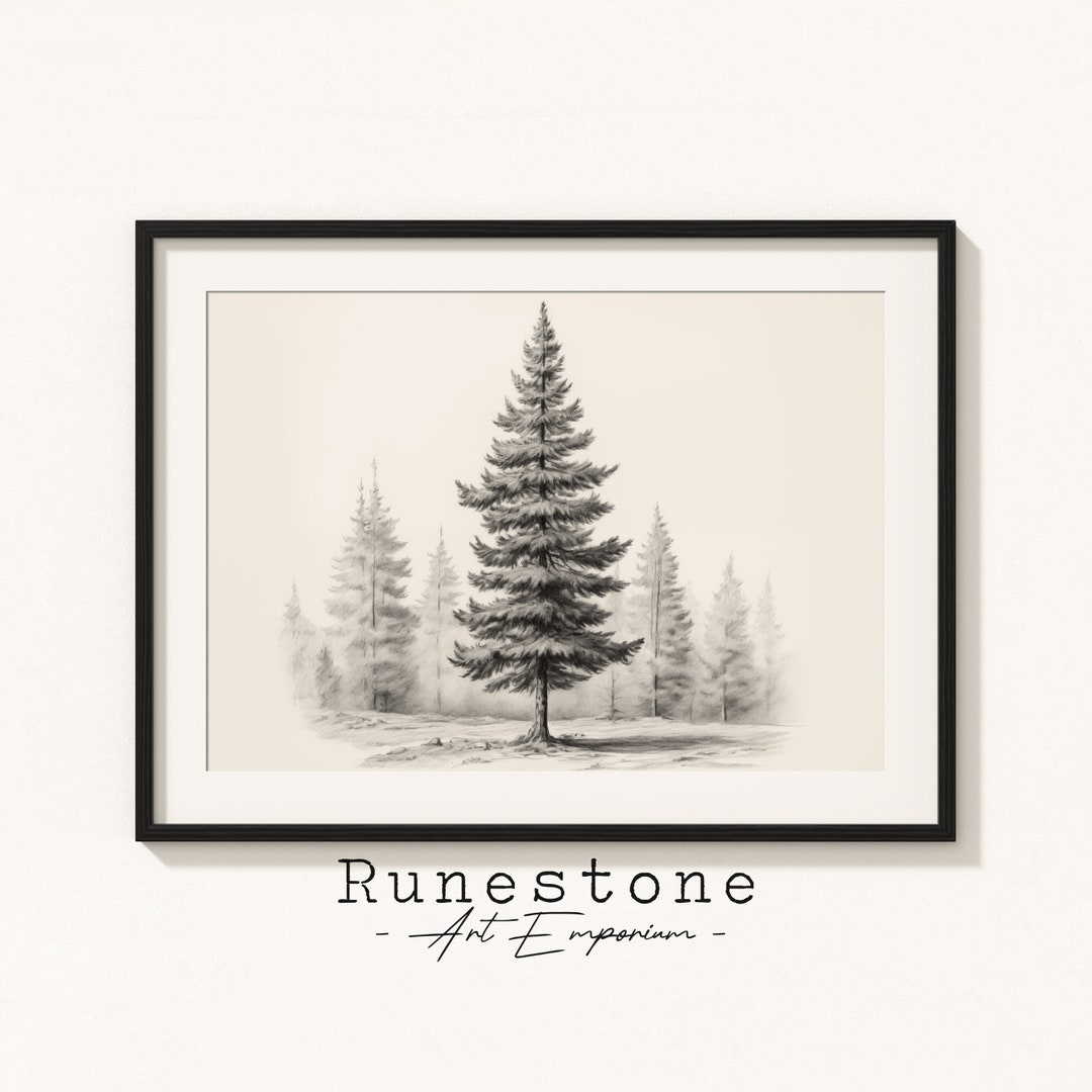 Fir Tree Botanical Sketch | Pine Tree Drawing | Minimal Landscape ...
