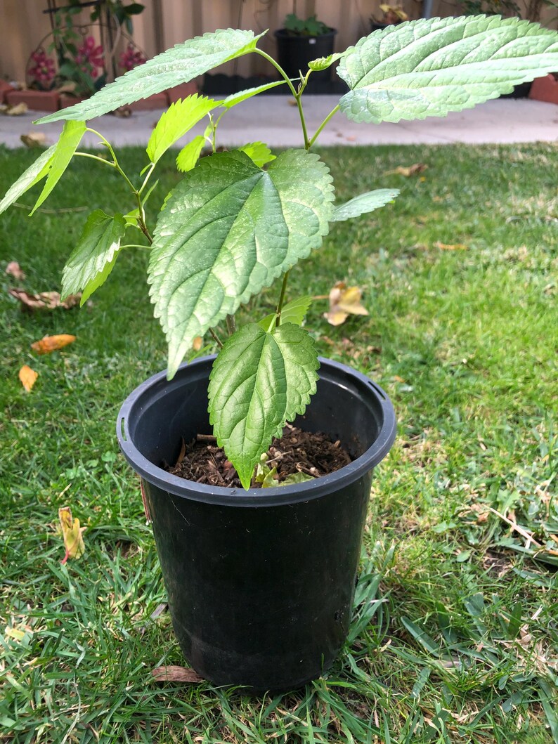 Black Dwarf Everbearing Mulberry Unrooted Cuttings 5 Cuttings From ...