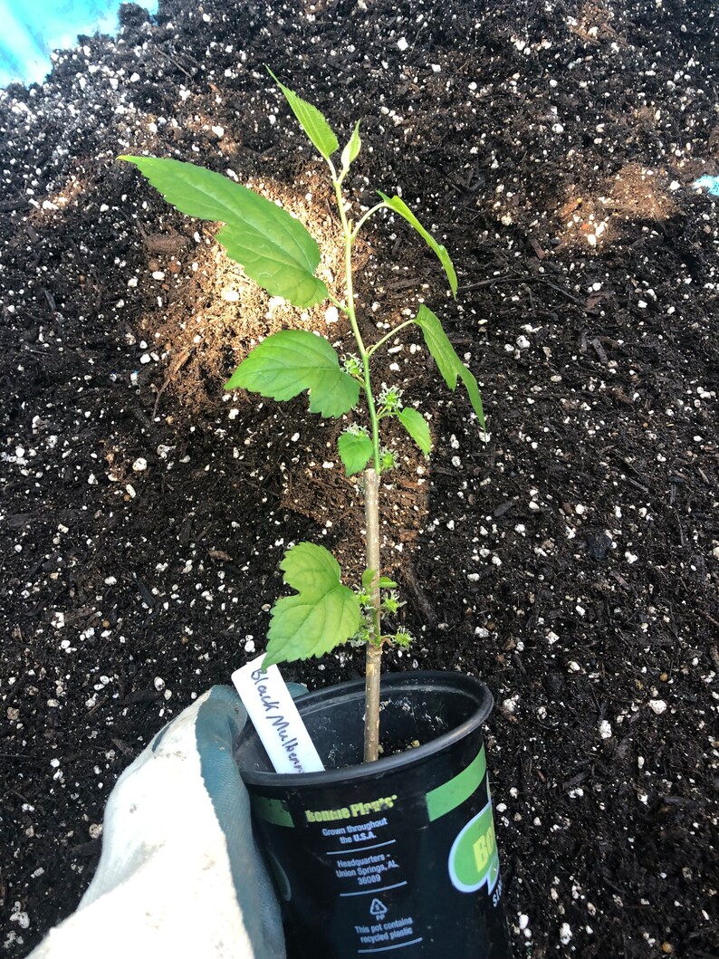 Black Dwarf Everbearing Mulberry Unrooted Cuttings 5 Cuttings From ...