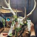 Decorated Deer Skull Moss, Crystals, Hand Sculpted Mushrooms - Etsy