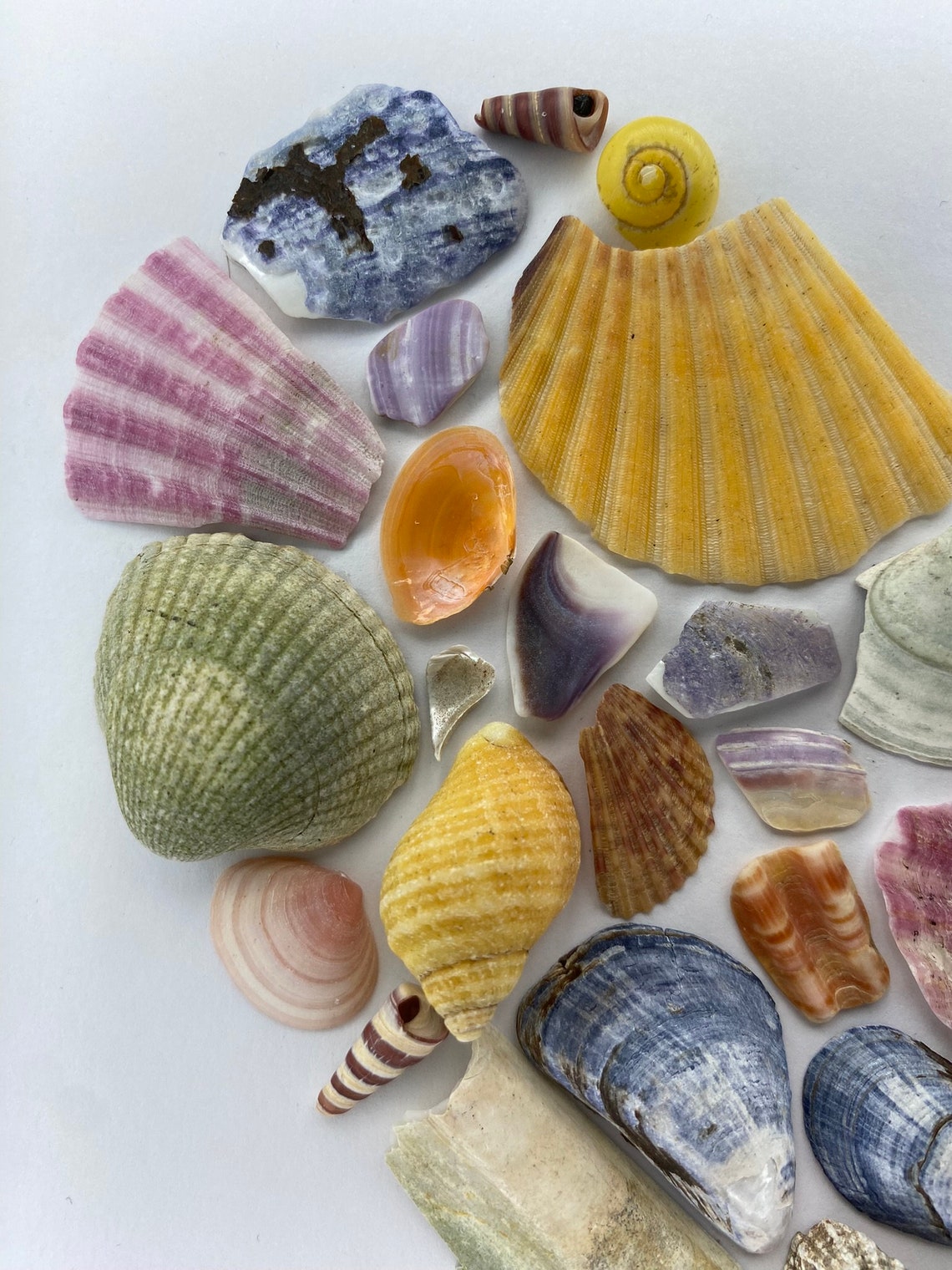 Scottish Seashell Art the Colours of Scotland - Etsy