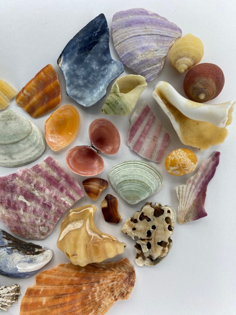 Scottish Seashell Art the Colours of Scotland - Etsy