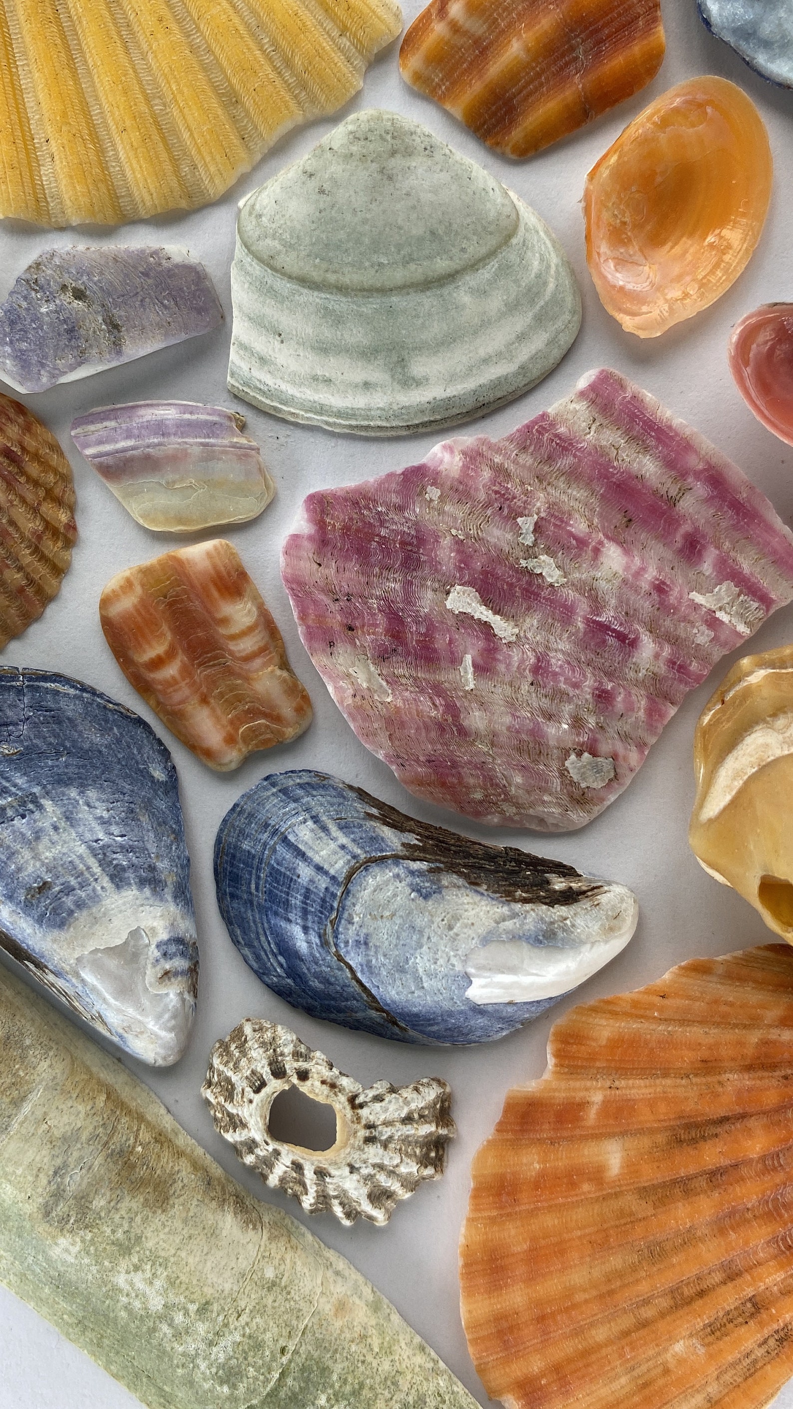 Scottish Seashell Art the Colours of Scotland - Etsy