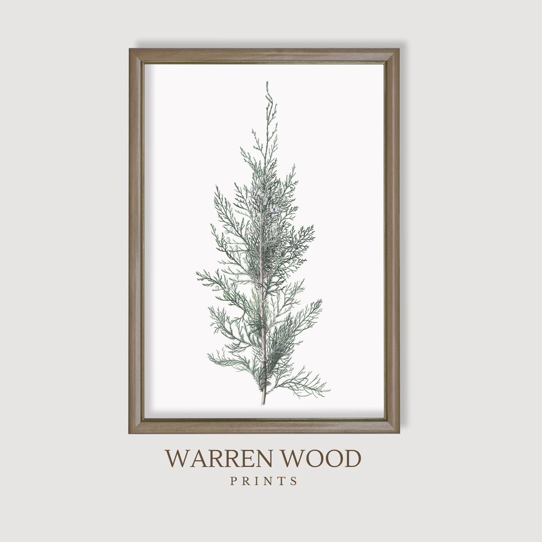Vintage Juniper Print, Rustic Plant Print, Neutral Decor, White Print ...