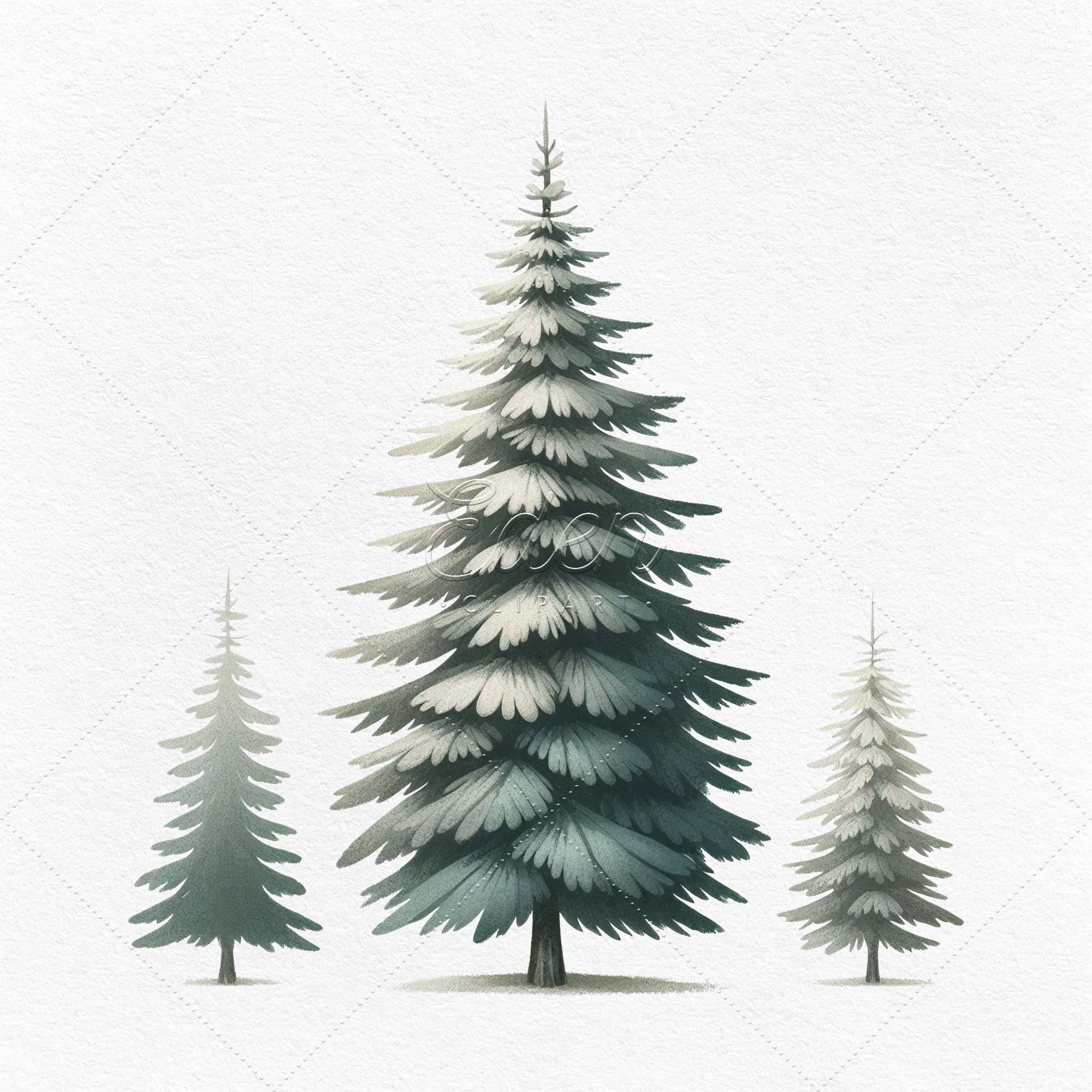 10 Fir Tree Clipart Transparent Background • Watercolor Fir Tree ...