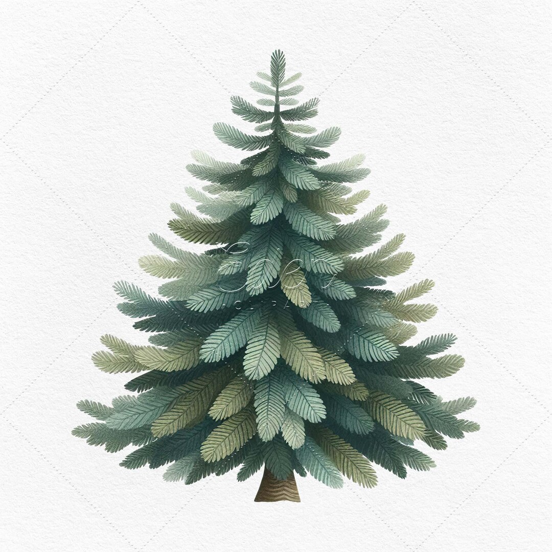 10 Fir Tree Clipart Transparent Background • Watercolor Fir Tree ...