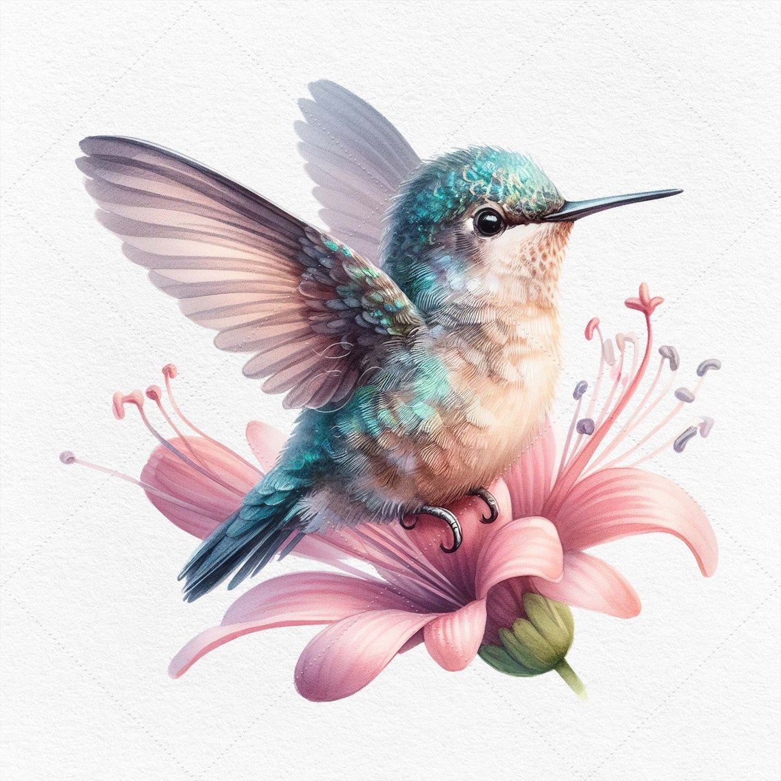 6 PNG Clipart Images • Lovely Hummingbirds on Flowers • Clip Art and ...