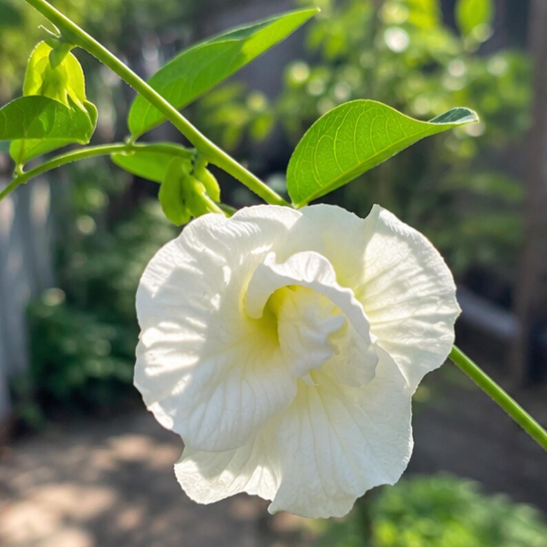 30 White Butterfly Pea Seeds Double Bloom Garden Flower - Etsy