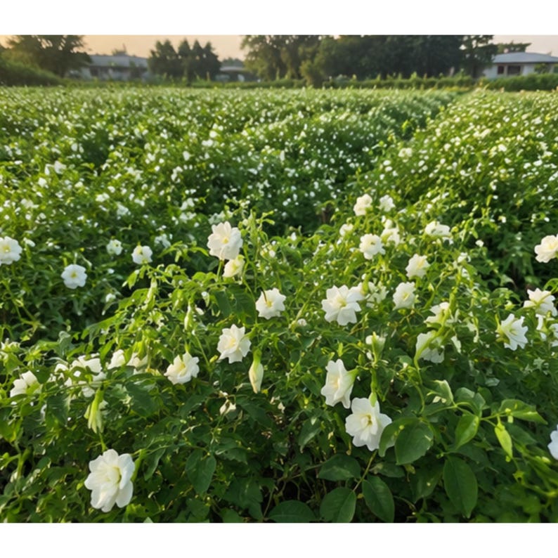 30 White Butterfly Pea Seeds Double Bloom Garden Flower - Etsy