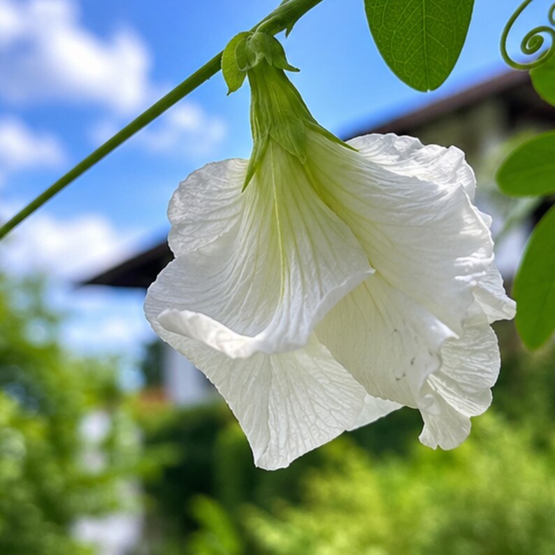 30 White Butterfly Pea Seeds Double Bloom Garden Flower - Etsy