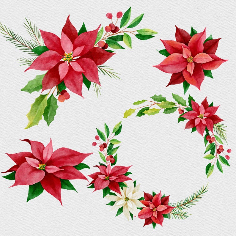 5 Elegant Watercolor Red Poinsettia Flowers Clipart, Poinsettia PNG ...
