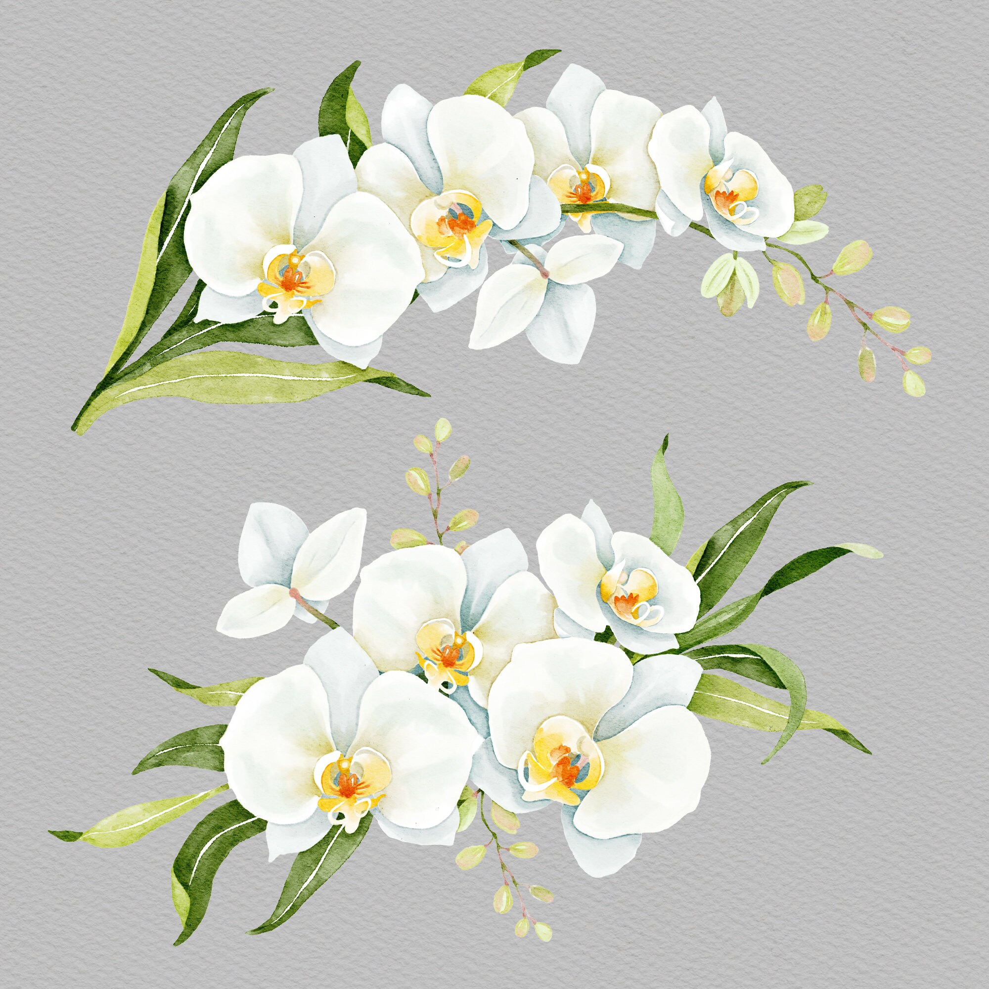 5 Elegant Watercolor White Orchid Flowers Clipart, Orchid PNG, White ...