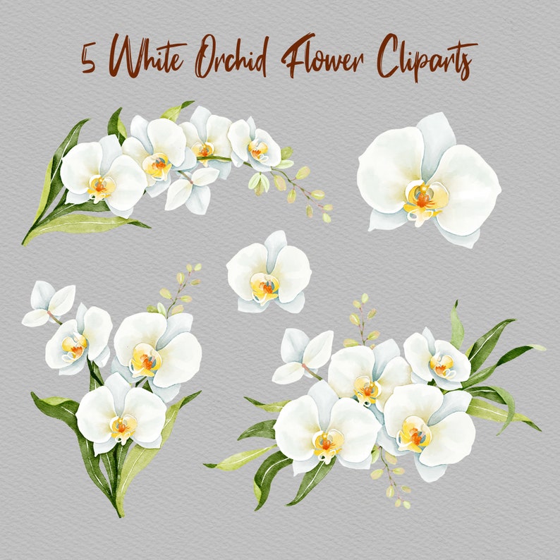 5 Elegant Watercolor White Orchid Flowers Clipart, Orchid PNG, White ...