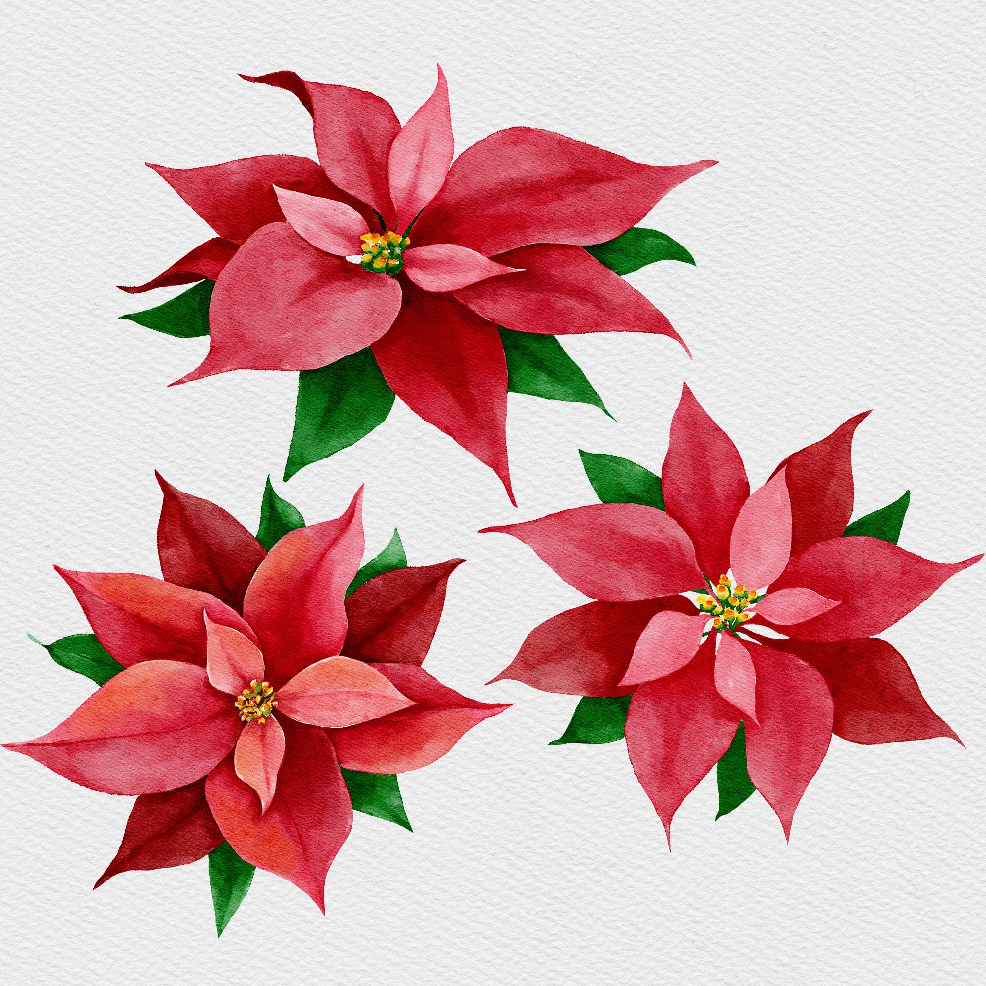 5 Elegant Watercolor Red Poinsettia Flowers Clipart, Poinsettia PNG ...