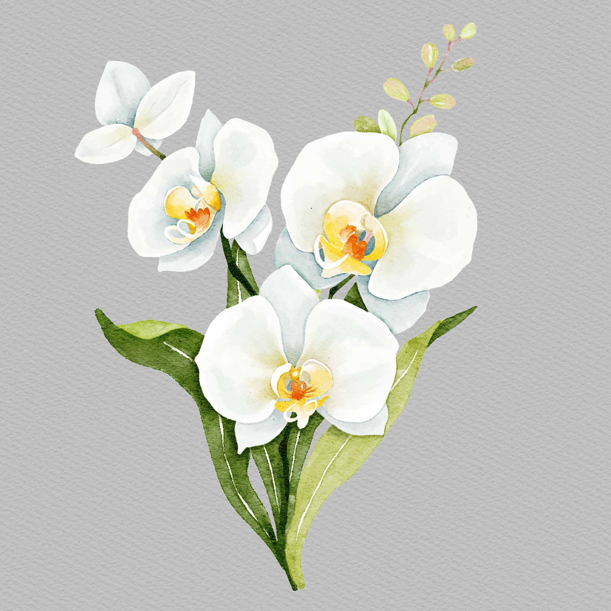 5 Elegant Watercolor White Orchid Flowers Clipart, Orchid PNG, White ...