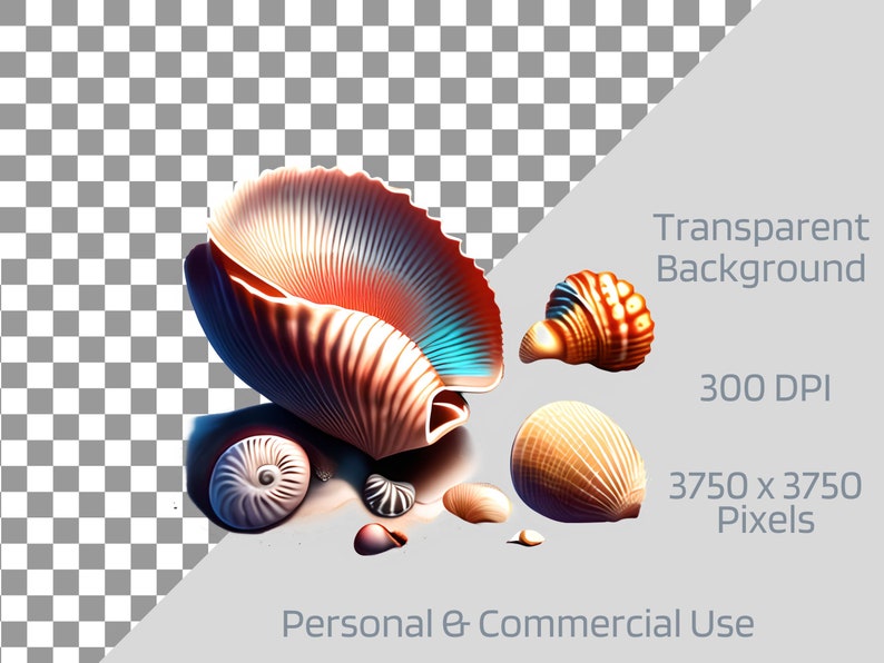 20 Seashells Clipart | Beach Graphics | Summer Fun Clipart | Ocean ...