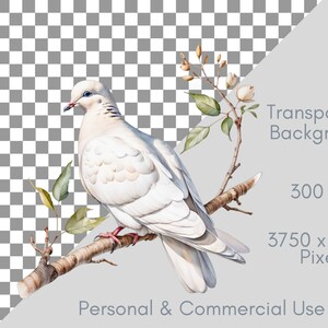 20 Watercolor Doves | Watercolor Clipart | White Bird Clipart - Etsy