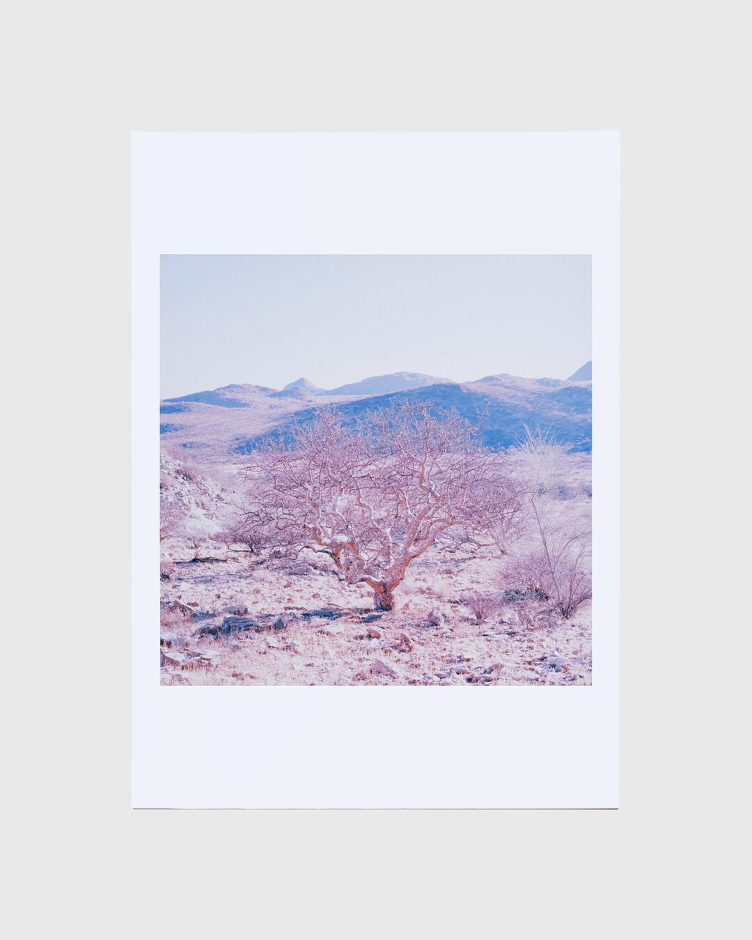 Namibian Tree - Etsy